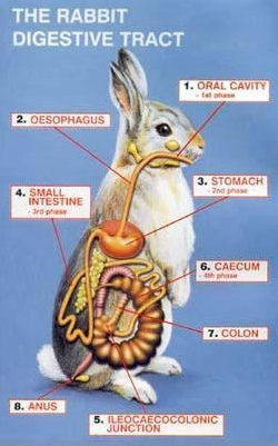 The Importance Of Hay In Maintaining a Healthy Digestive System In A ...