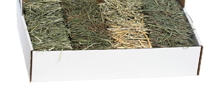 Hay is hay, right? There are many kinds! Which ones are best for your pet?