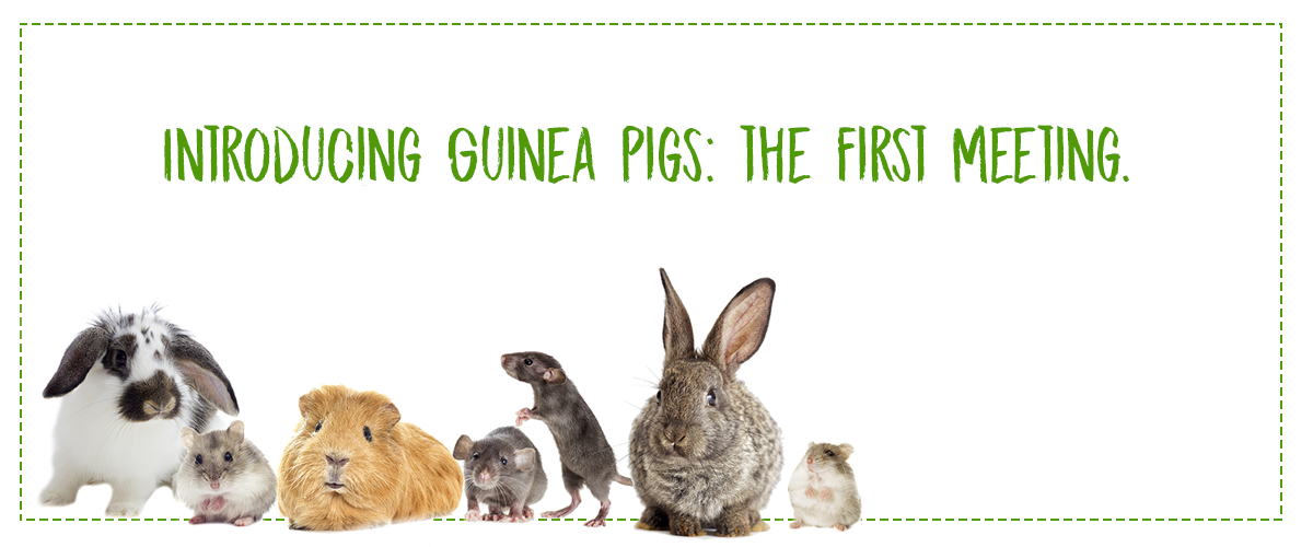 You adopted a friend for your guinea pig...now it's time for a proper ...