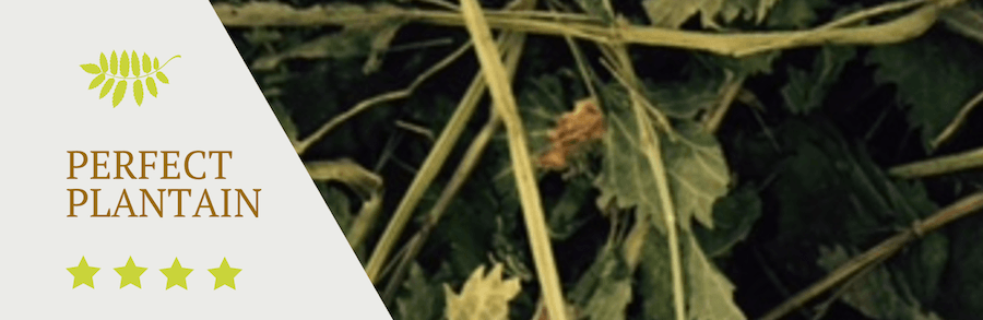 Plantain rabbit and guinea pig forage helps digestion