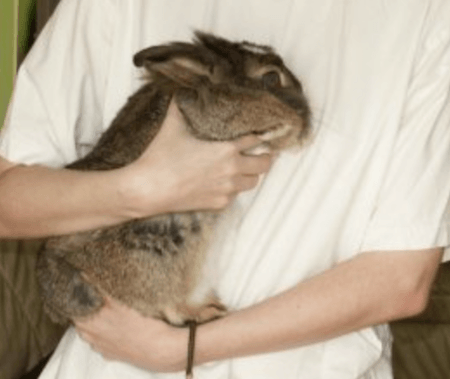 rabbit aggression: modifying the behaviors and moving forward
