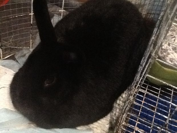 The Art of Fur Spinning: How To Turn Your Rabbit's Fur Into Usable Fiber