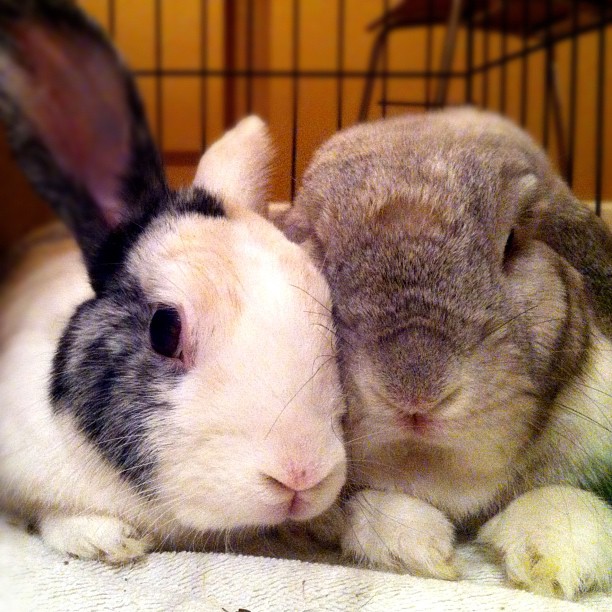 Spay or Neuter My Rabbit? Yes. 6 Reasons Why. | Small Pet Select