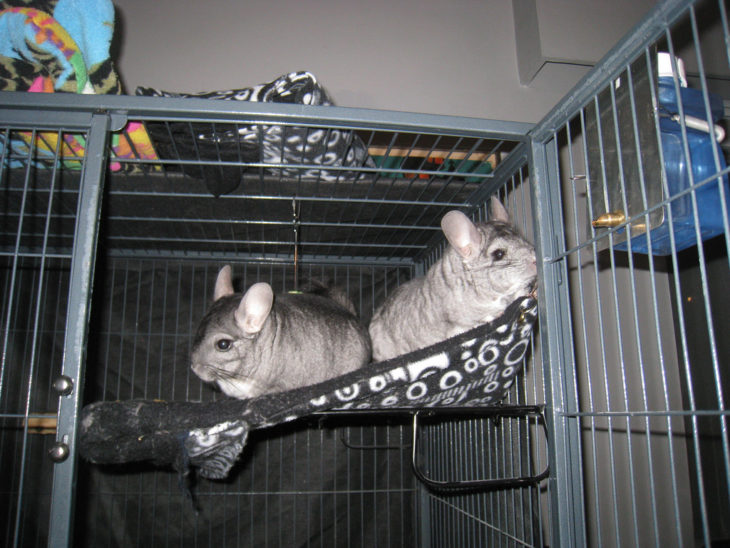 Your Castle Awaits: Creating The Perfect Chinchilla Cage | Small Pet Select