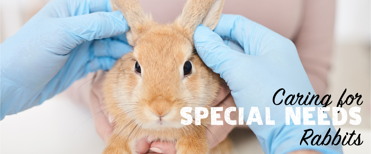 Special Needs Rabbits | Small Pet Select Blogs | Small Pet Select