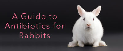 Antibiotics for Rabbits... A Guide | Small Pet Select