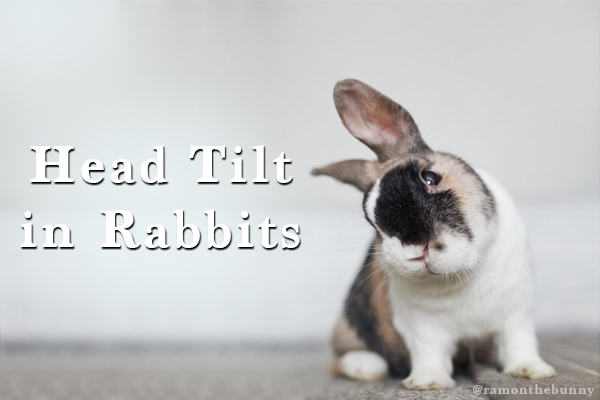 Head Tilt in Rabbits | Small Pet Select Blogs | Small Pet Select