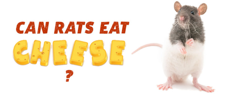 Fine swiss or sharp cheddar? Which cheese is safe for pet rats? | Small ...