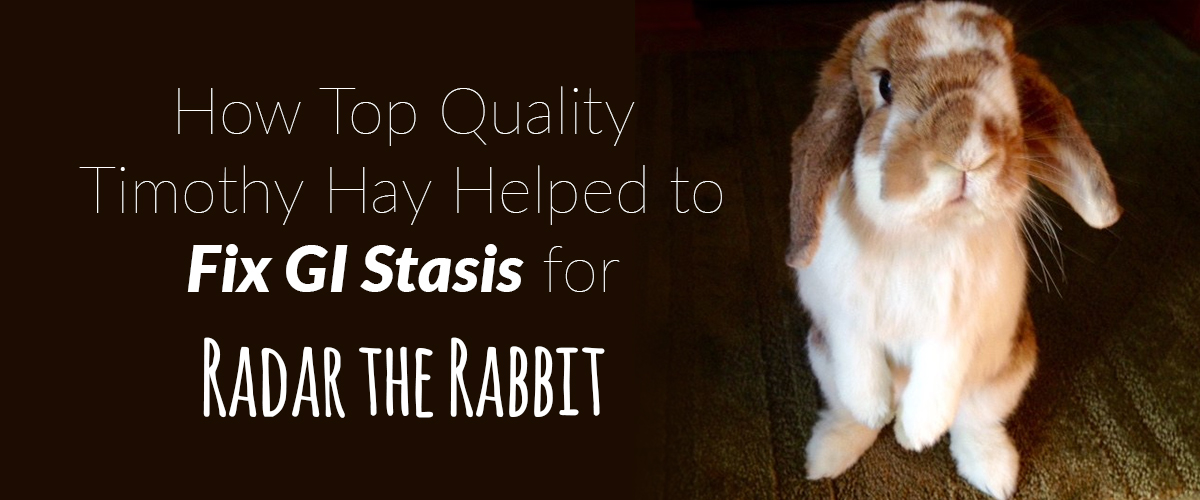 How HAY helped fix GI stasis for Radar the Rabbit