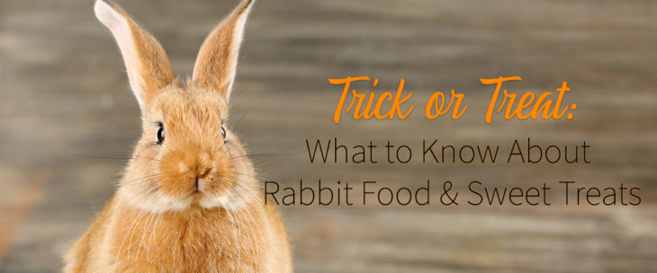 Rabbit Food & Treats: What Can My Bunny Have? | Small Pet Select