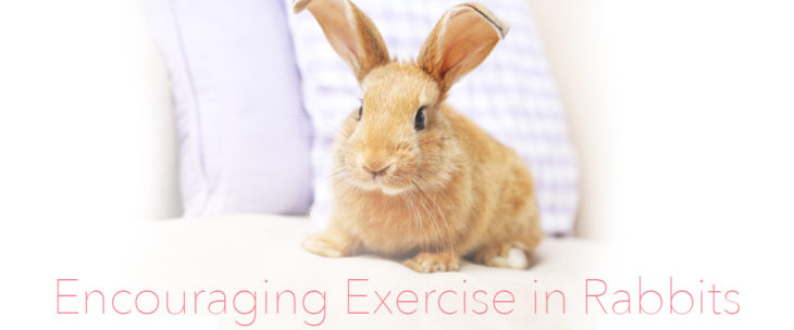 Rabbits Need Exercise! Get Their Bunny Buns Moving | Small Pet Select