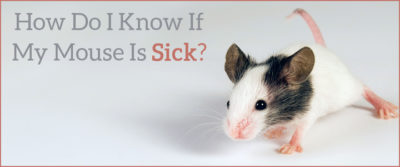 How Can I Tell if My Mouse is Sick? How Can I Help? | Small Pet Select