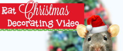 Can Rats Decorate Christmas Trees? ...Of Course! | Small Pet Select
