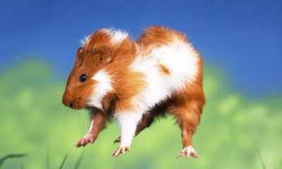 Popcorning? Why do Guinea Pigs do that? | Small Pet Select