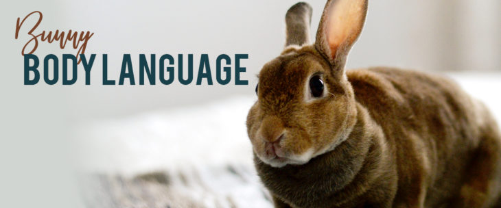What is your bunny trying to tell you? | Small Pet Select