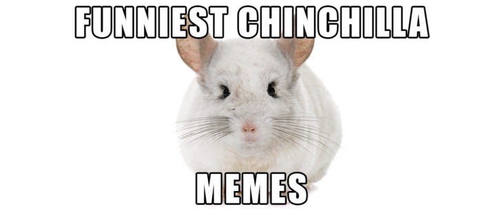 Chinchilla Memes Rock. Check These Out. | Small Pet Select