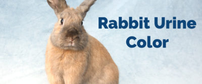 What can the color of your rabbit's pee tell you? | Small Pet Select
