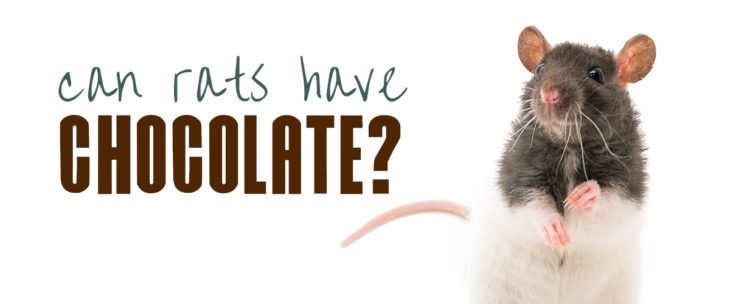 Mmm...chocolate. Is it safe to give my rat a nibble? | Small Pet Select