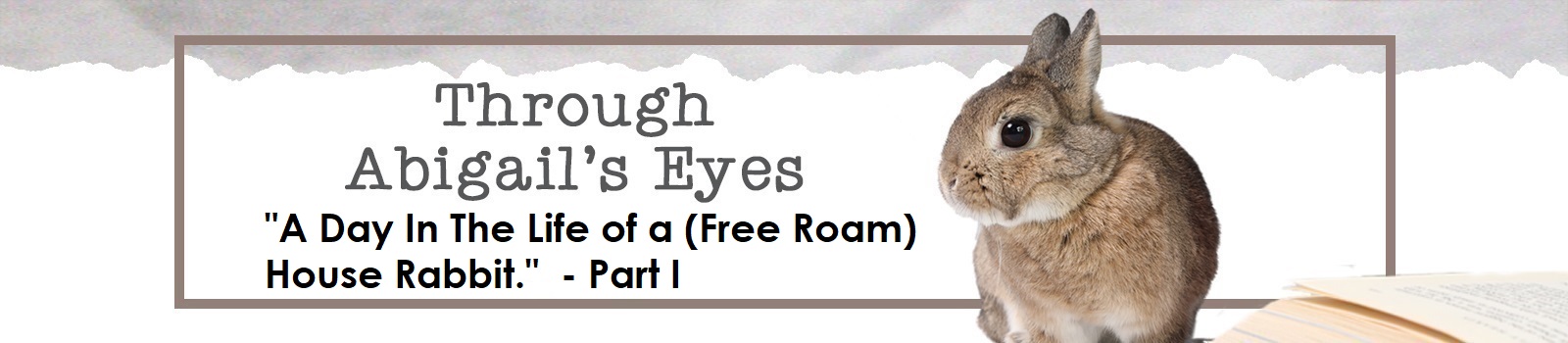 Ever wonder what the rabbit novelist does each day? | Small Pet Select