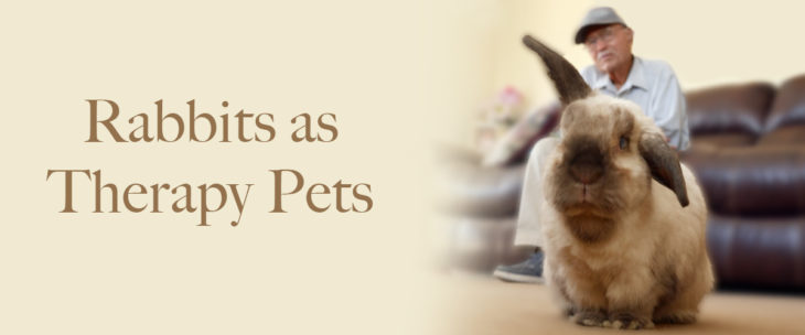 Can rabbits be therapy animals? Yup, and it's awesome. | Small Pet Select