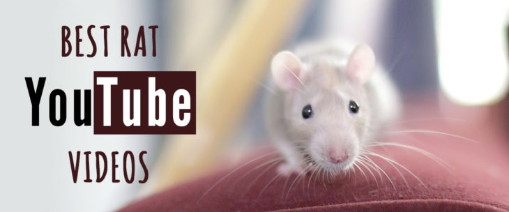 Best Rat Videos... Ever. Check 'Em Out. | Small Pet Select
