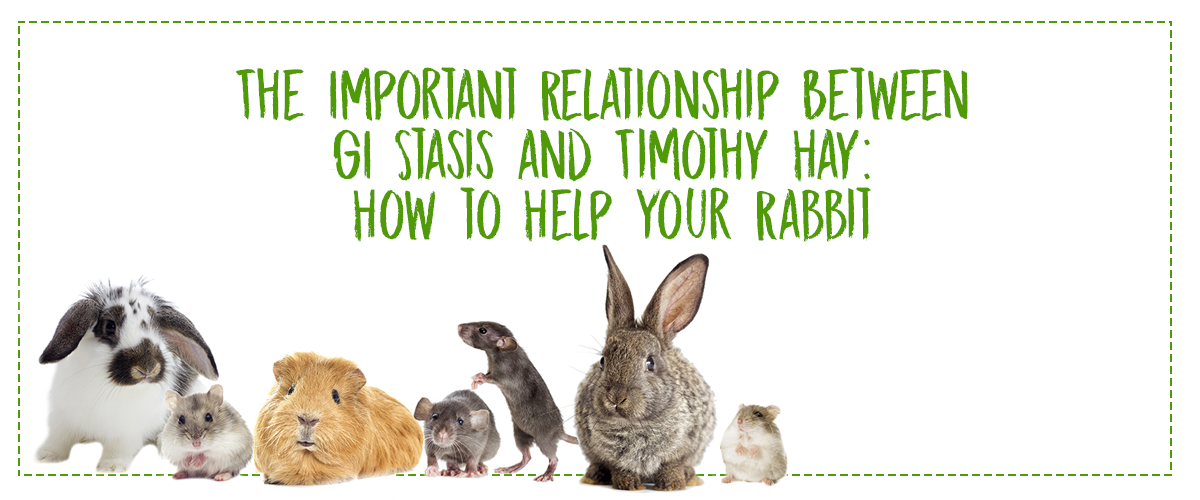 Can Timothy Hay Help Prevent GI Stasis in Rabbits? | Small Pet Select
