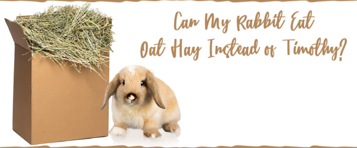 What is the difference between oat and timothy hay? | Small Pet Select