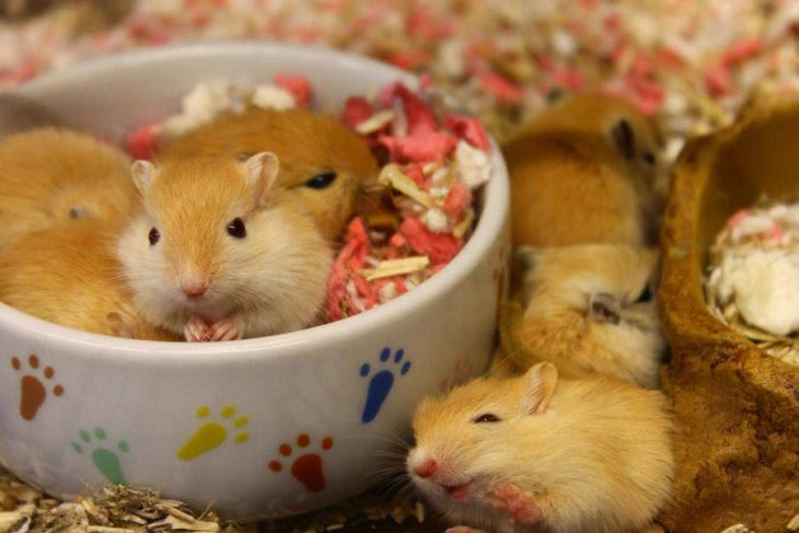 Gerbils: adorably twitchy ears, fluffy fur, quirky memes | Small Pet Select
