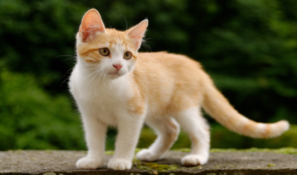 Cat Communication: What Are They Telling You? | Small Pet Select