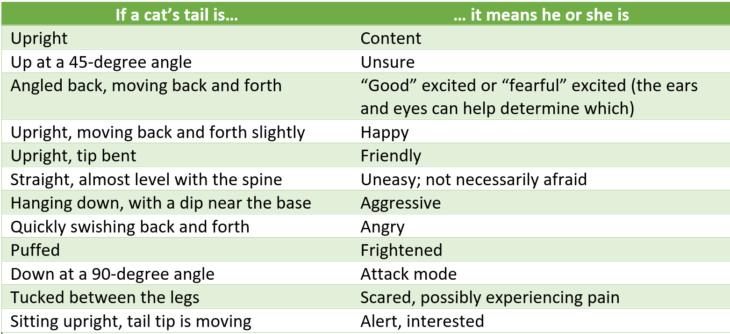 Cat Communication: What Are They Telling You? | Small Pet Select