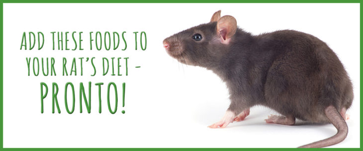 Add These Foods To Your Rat's Diet... Pronto! | Small Pet Select