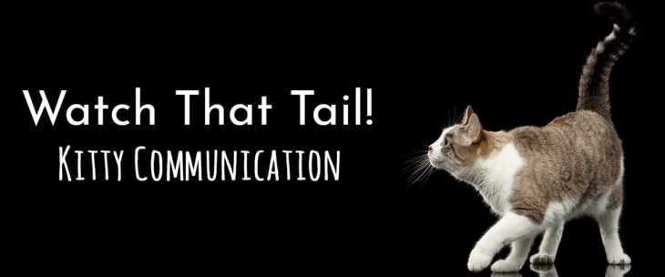 Cat Communication: What Are They Telling You? | Small Pet Select