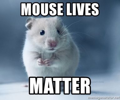 Mice + Memes = Awesome. Don't Believe Me? | Small Pet Select