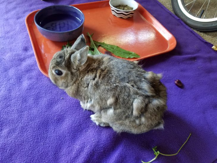 Everybun has bad hare days every now and then. | Small Pet Select