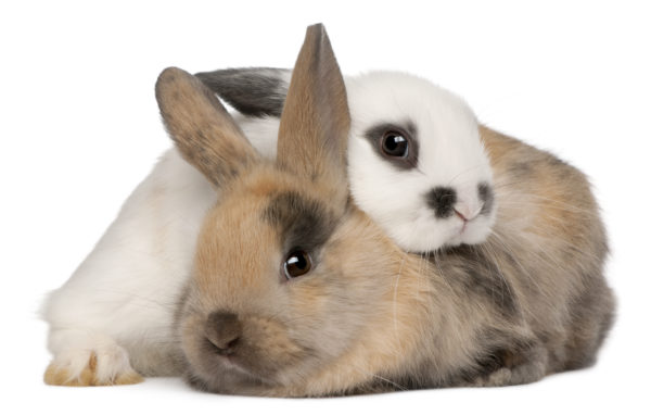 Rabbit Grief = Real. How To Support When a Mate Dies. | Small Pet Select