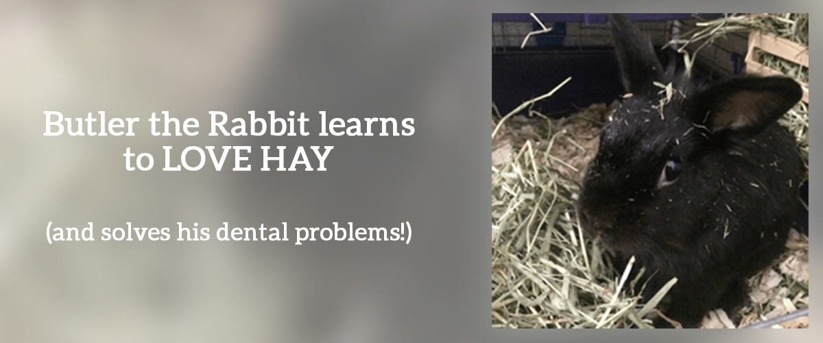 Butler the rabbit learns to love hay and solves his dental problems