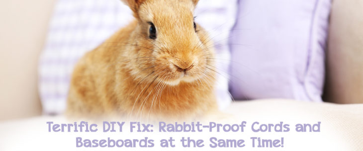 Rabbit-Proof Cords and Baseboards | Small Pet Select
