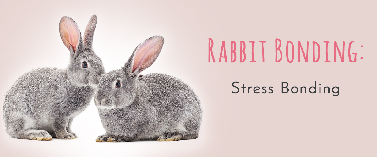 rabbit bonding: stress bonding is not the way to go