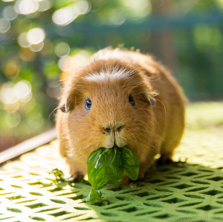 Can Guinea Pigs Eat Potatoes? ...Nope. They Shouldn't. | Small Pet Select