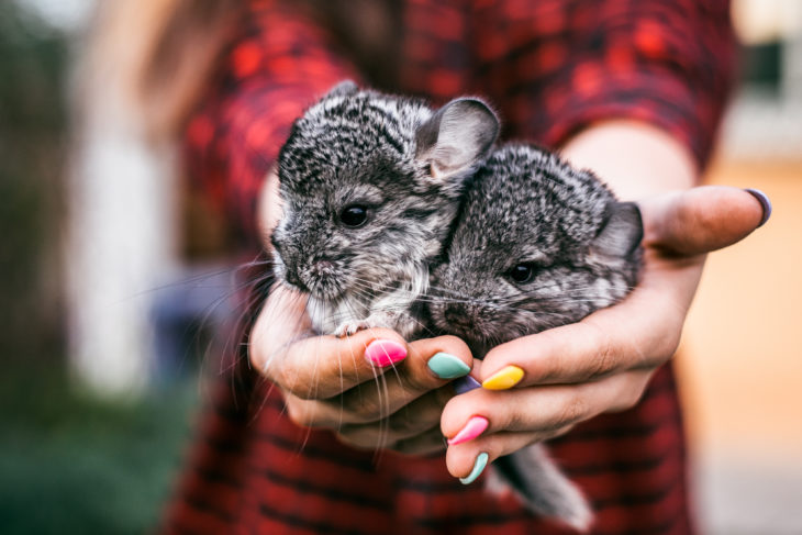 Do Chinchillas Make Good Pets? | Small Pet Select