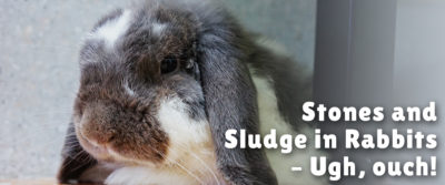 Sludge and stones are a common, painful, and confusing condition.