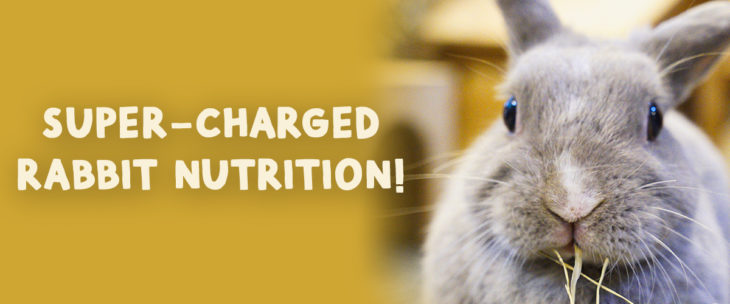 Super-charged rabbit nutrition for a longer, healthier life!