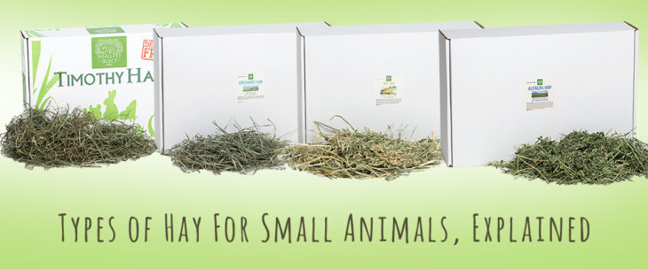 How to Select the Right Hay for Your Bunny [Infographic] | Small Pet Select
