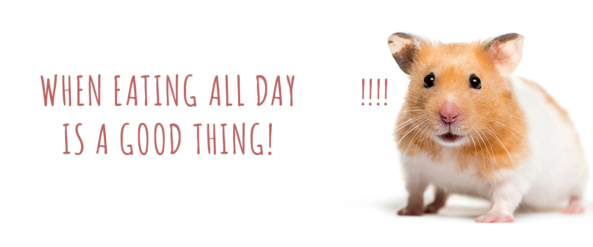 Go ahead, snack the day away! A foraging rabbit is a healthy one.