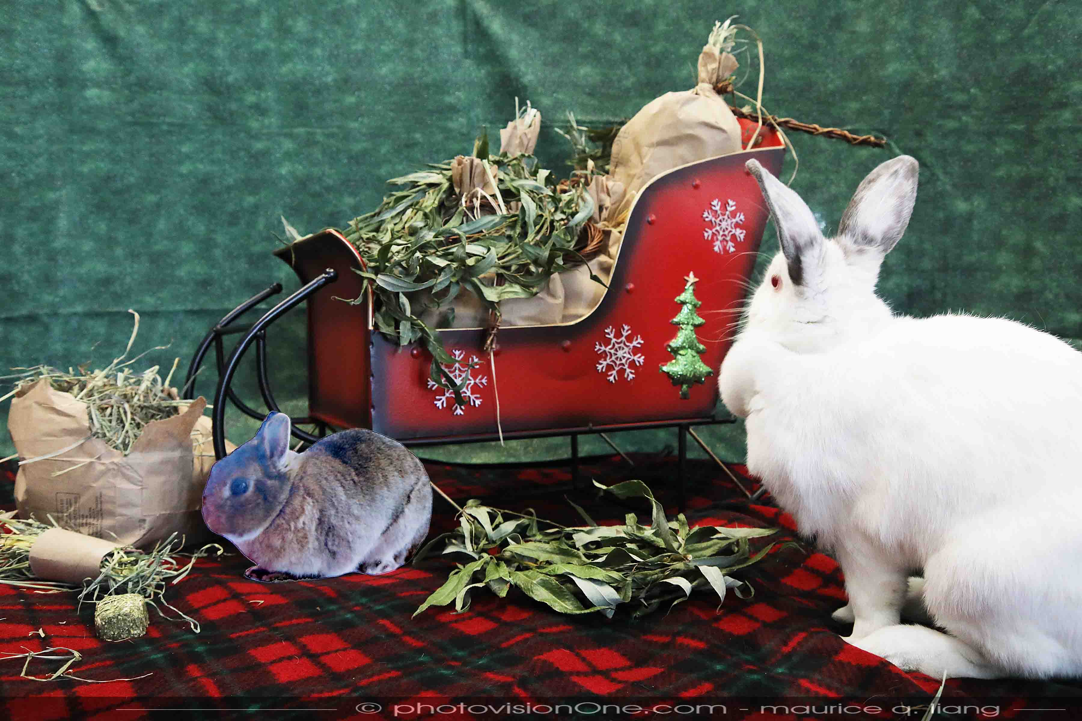 Through Abigails's Eyes - Santa Bun | Small Pet Select