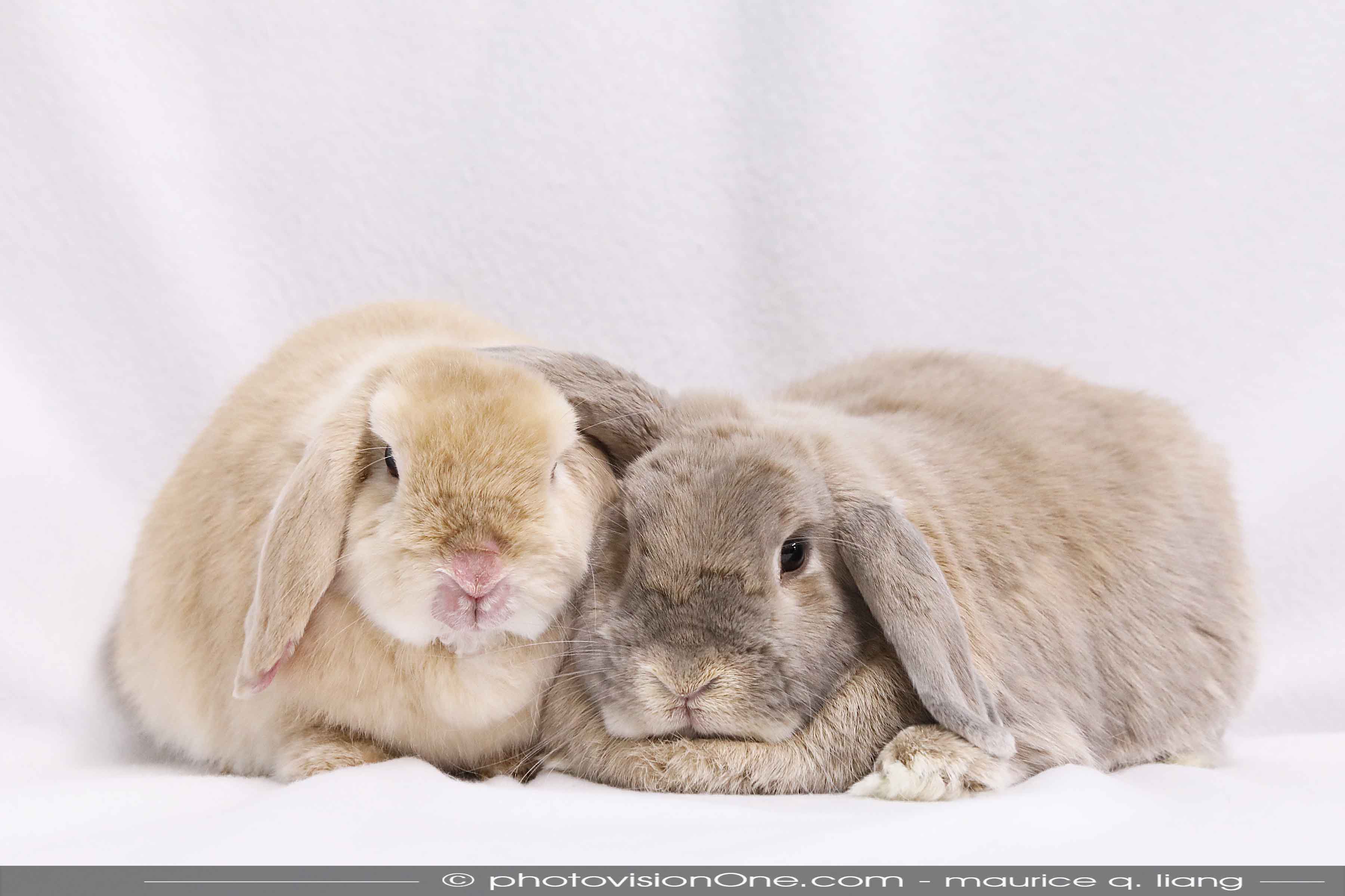 Through Abigails's Eyes - Team Rabbit | Small Pet Select