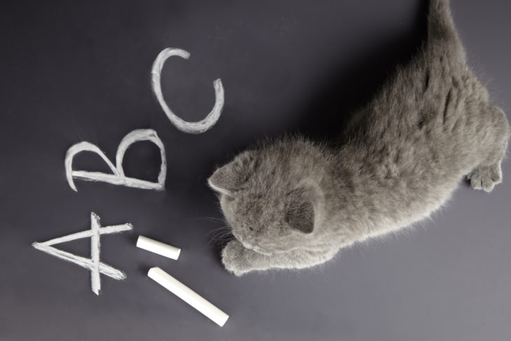 Cat Communication: What Are They Telling You? | Small Pet Select