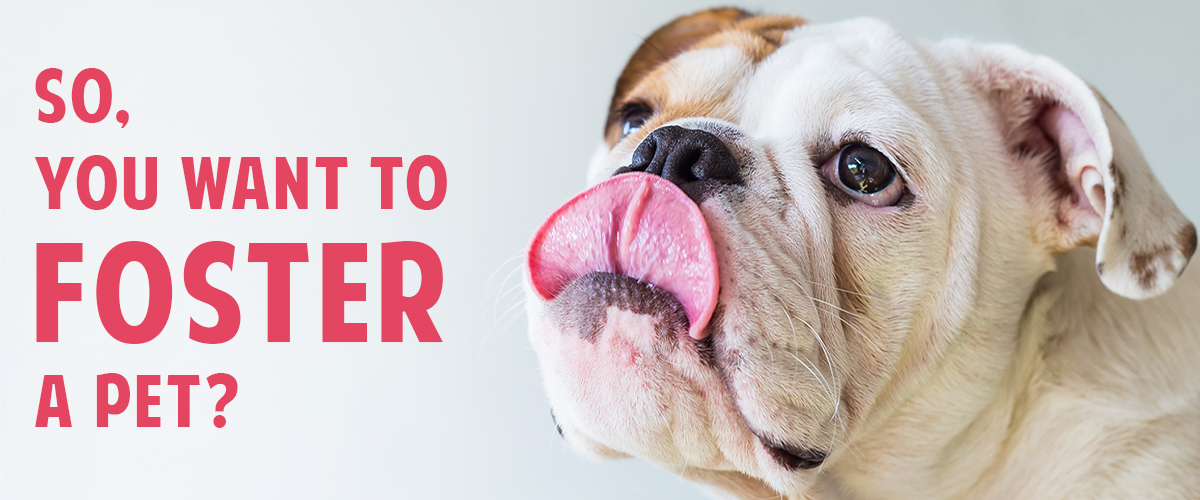 What Does it Take to Foster Pets? | Small Pet Select