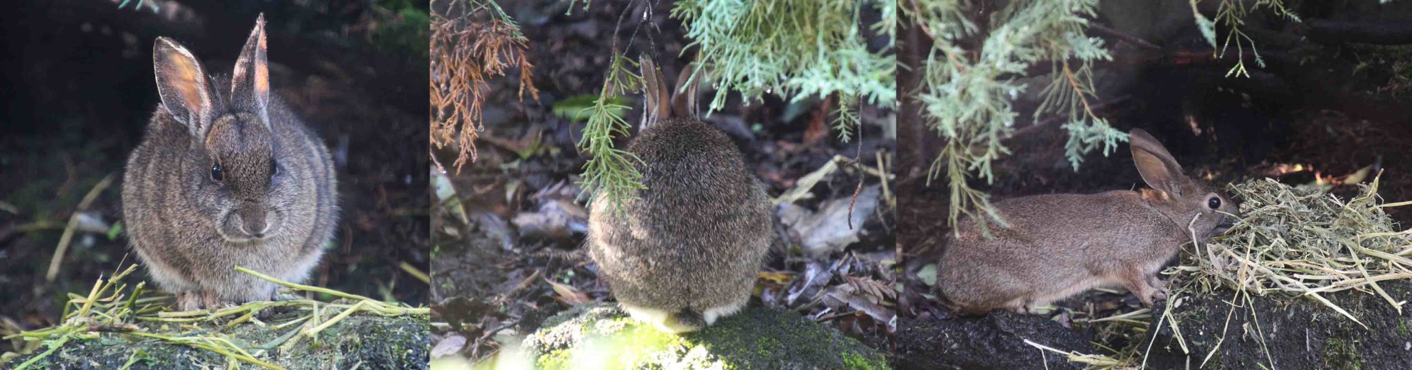 Through Abigails's Eyes - Learning to Speak Rabbit | Small Pet Select