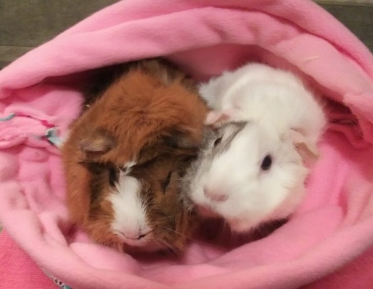 March 28, 2020 Weekly Cuties: WC-RESPECT | Small Pet Select